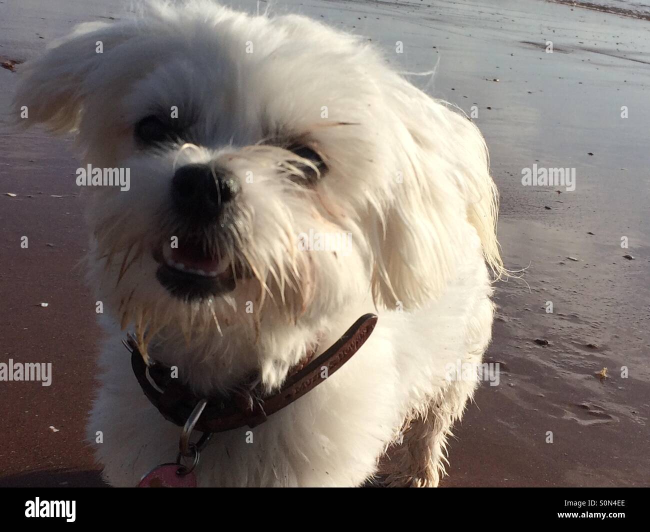 Maltese puppy hi-res stock photography and images - Alamy