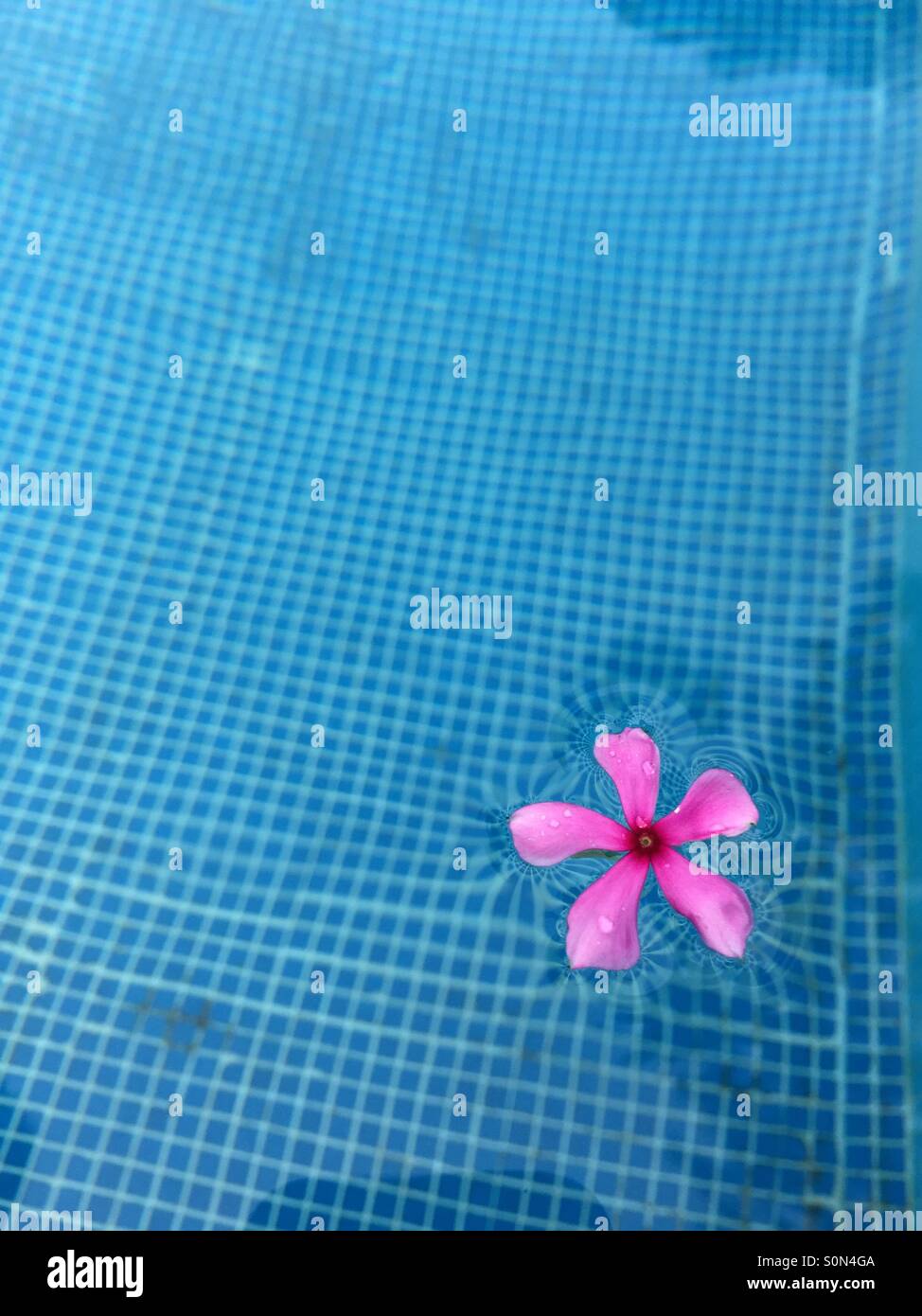 Flower floating in a swimming pool Stock Photo - Alamy