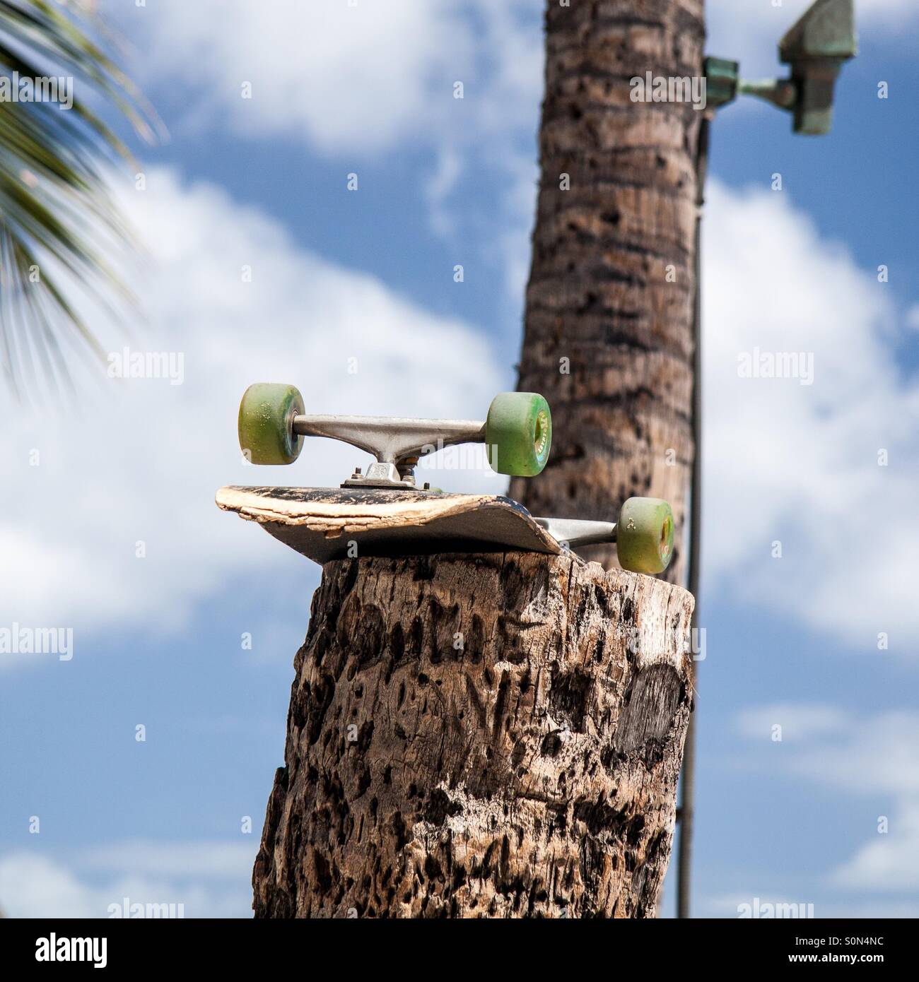 Skateboard on a tree Stock Photo - Alamy