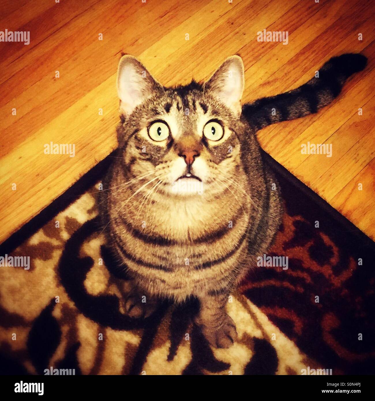 Tabby cat in a trance Stock Photo - Alamy