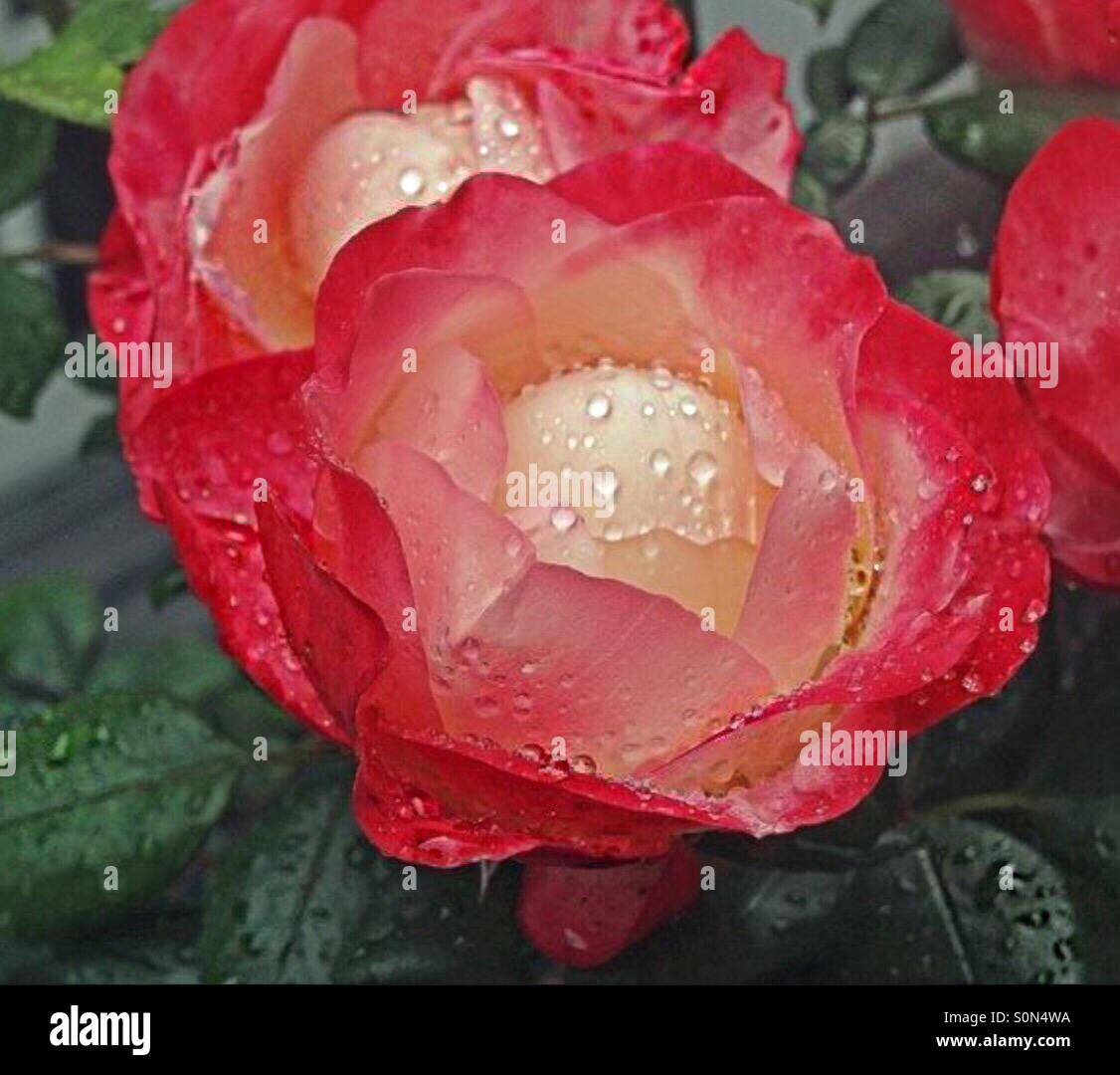 ..raindrops on roses Stock Photo - Alamy