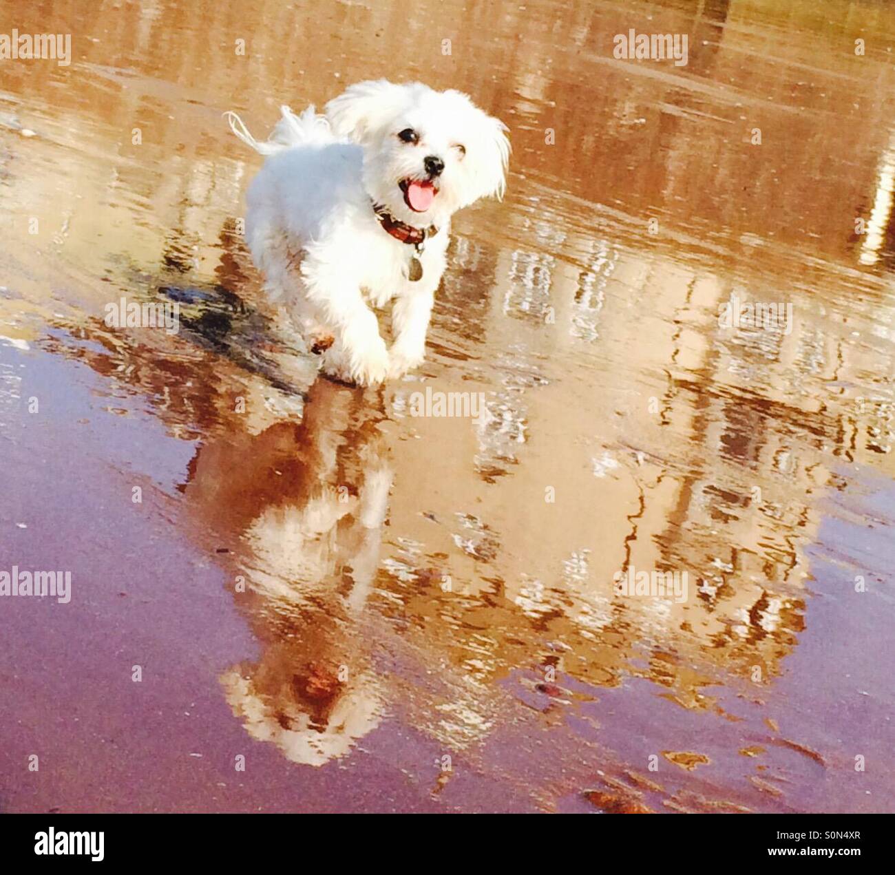 Maltese puppy hi-res stock photography and images - Alamy