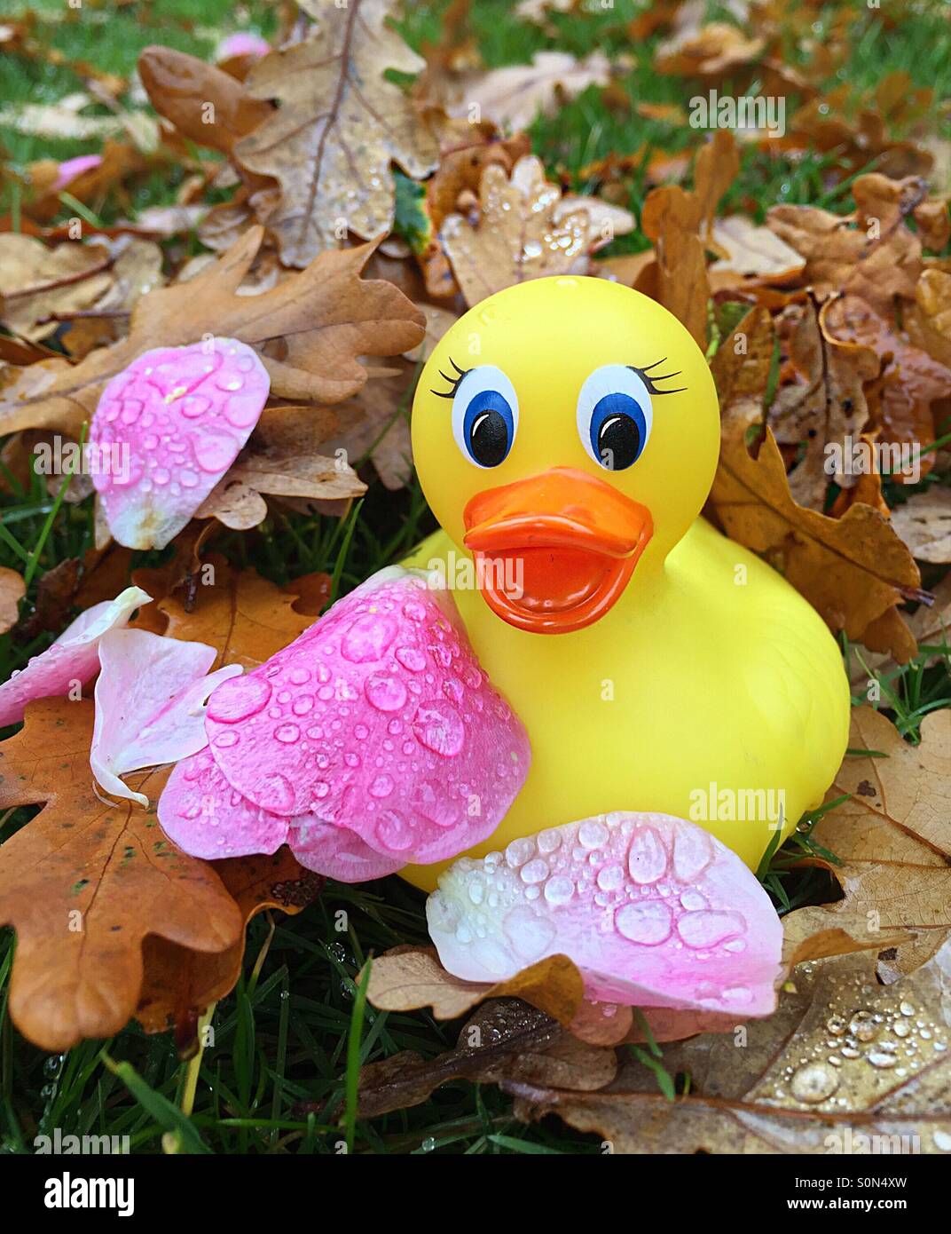 ..rainy duck in autumn Stock Photo - Alamy