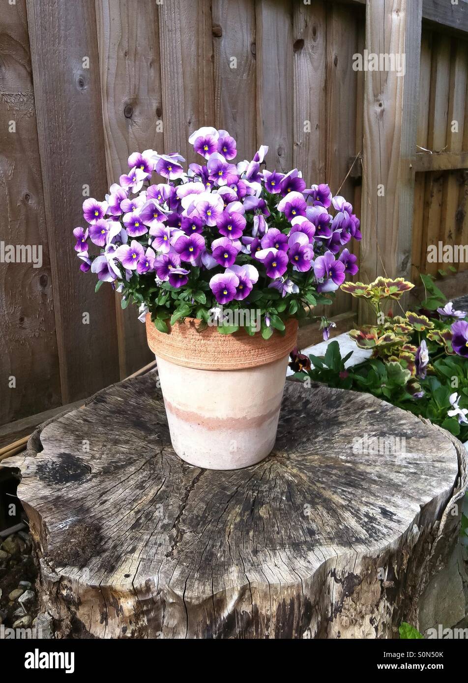 Purple violas hi-res stock photography and images - Alamy