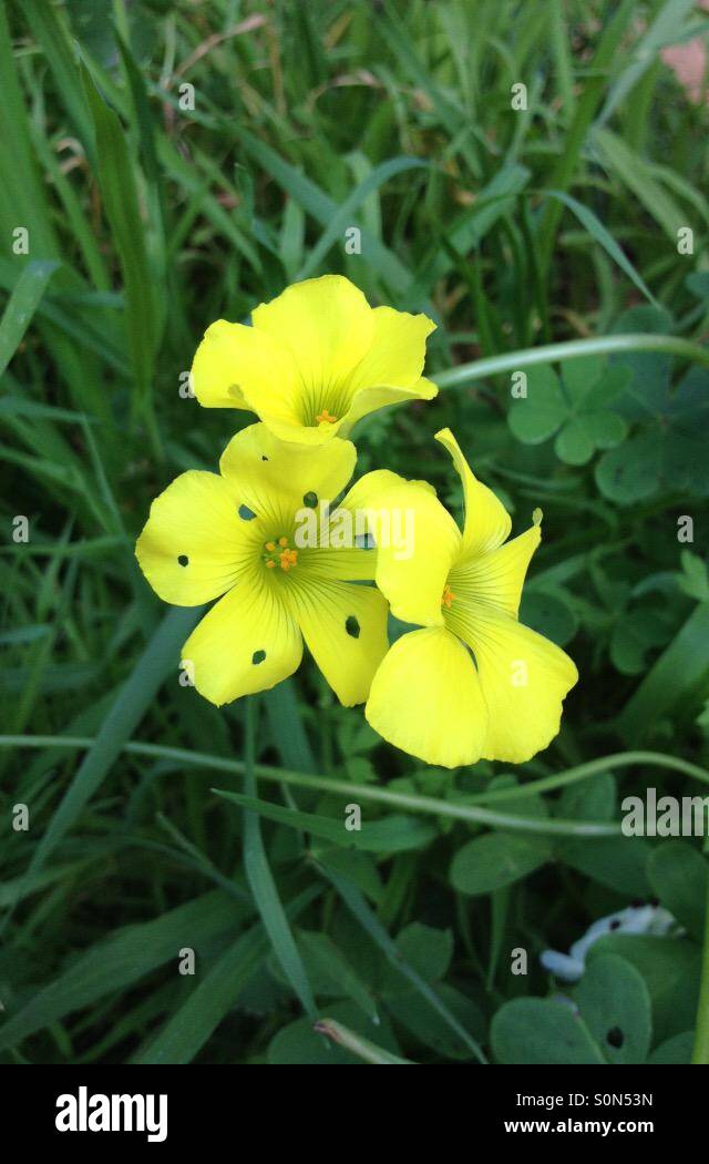 The holy flower hi-res stock photography and images - Alamy