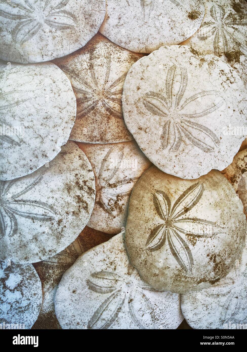 Sand dollars hi-res stock photography and images - Alamy