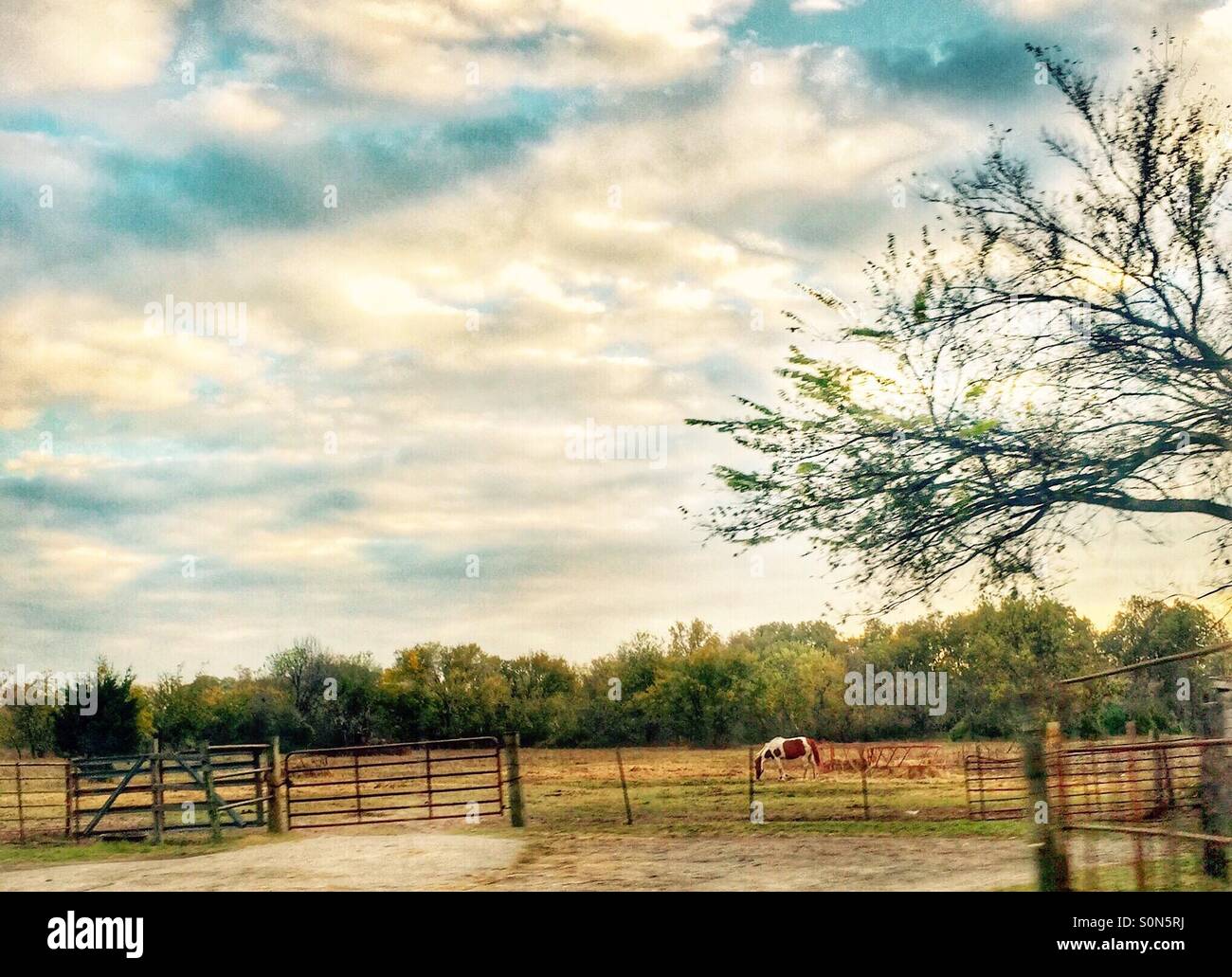 Horse in open field hi-res stock photography and images - Alamy
