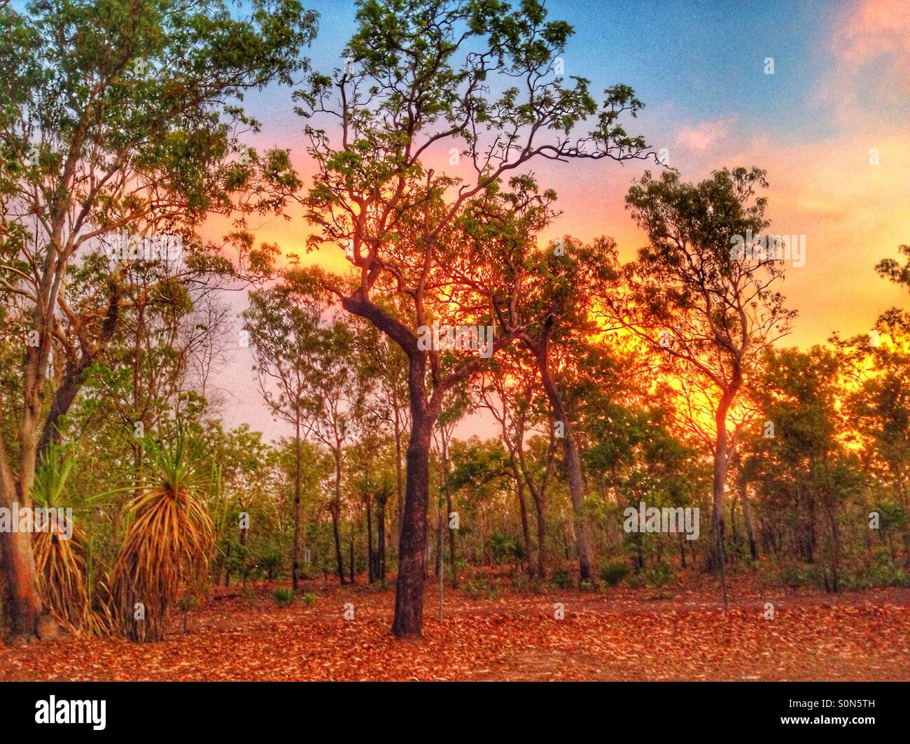 Sunset on the Australian bush, Northern Territory Stock Photo - Alamy