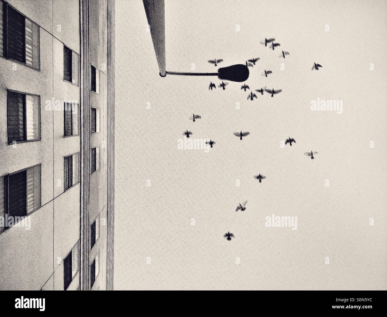 Birds flying overhead in Los Angeles Stock Photo - Alamy