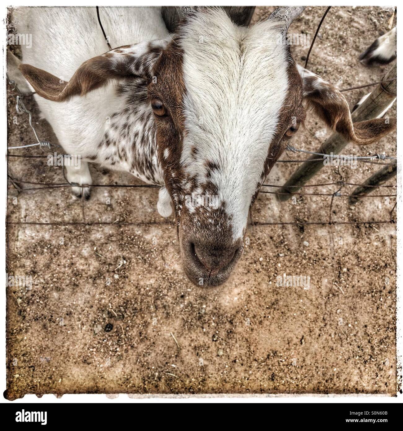 Goat in petting zoo Stock Photo - Alamy