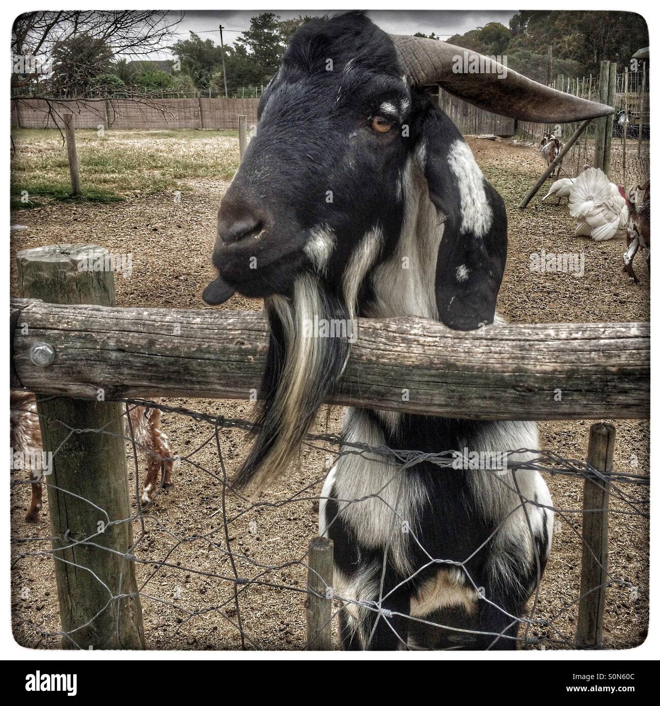 Billy goat in petting zoo Stock Photo - Alamy