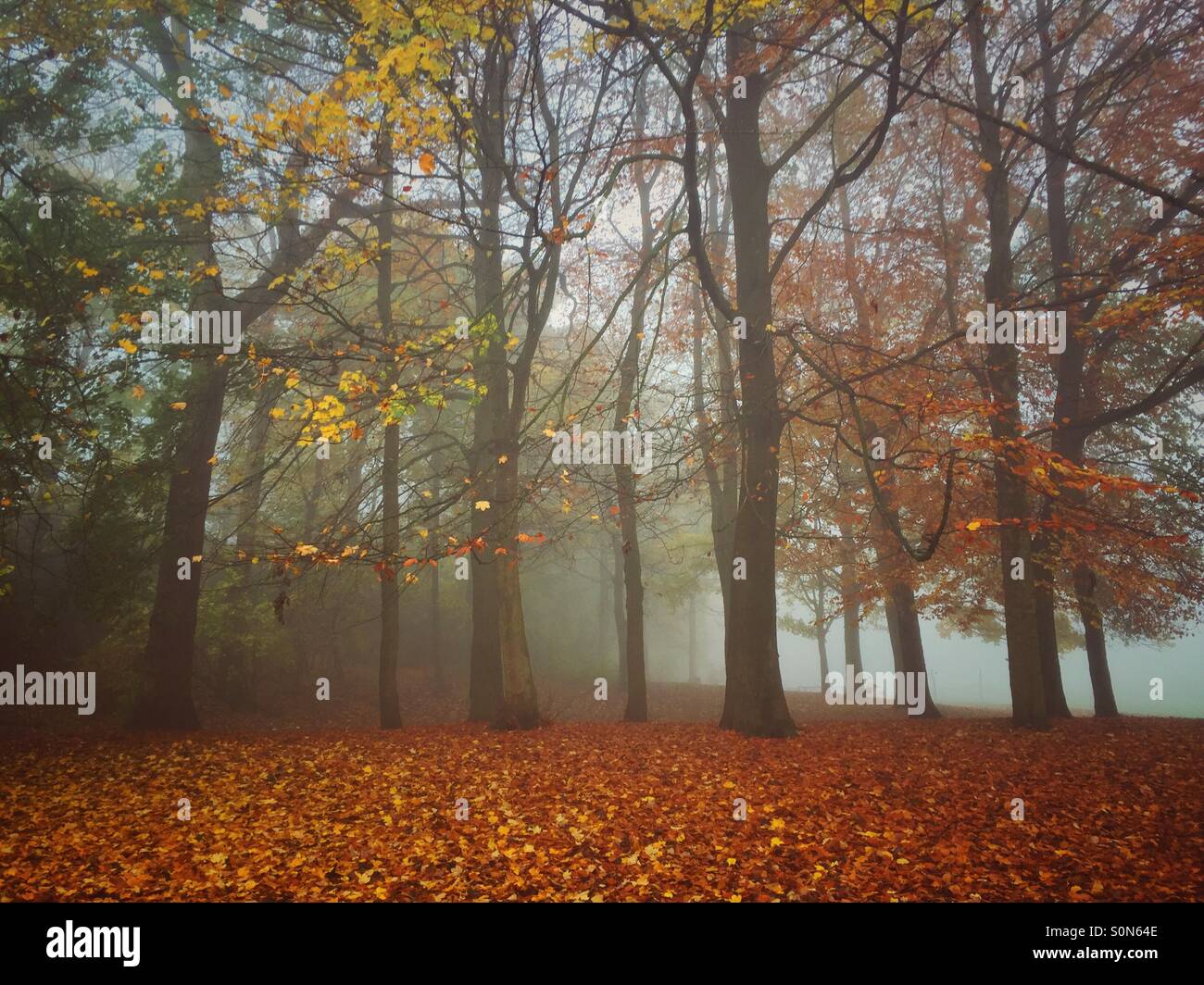 Autumn scene in the foggy forest Stock Photo - Alamy