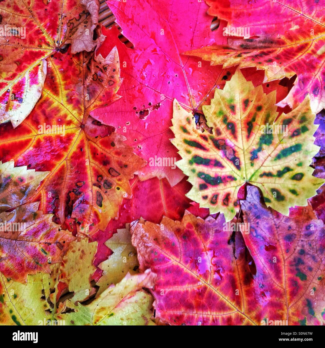 Autumn vine leaves Stock Photo - Alamy