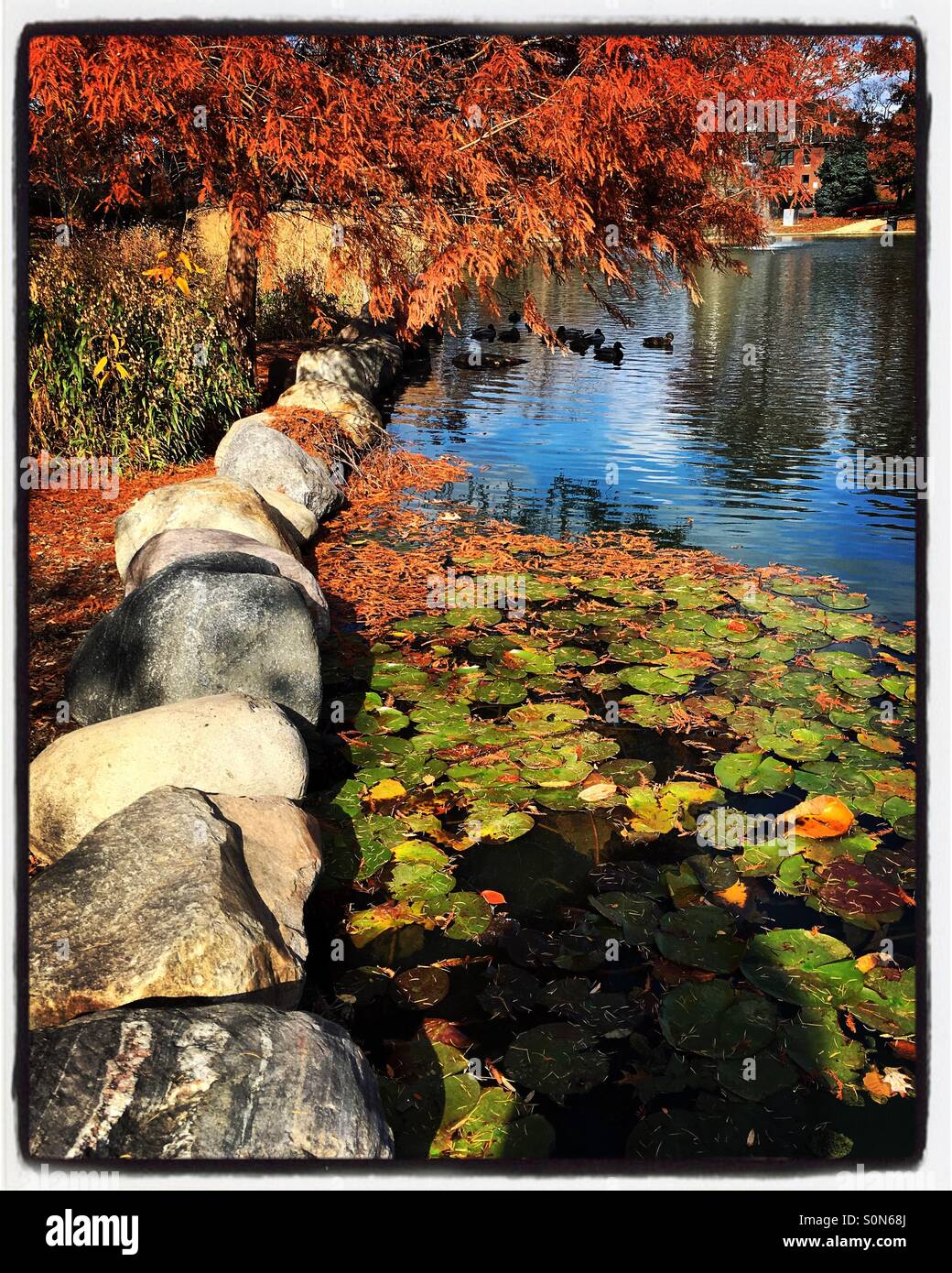 Pond with fall color hi-res stock photography and images - Alamy
