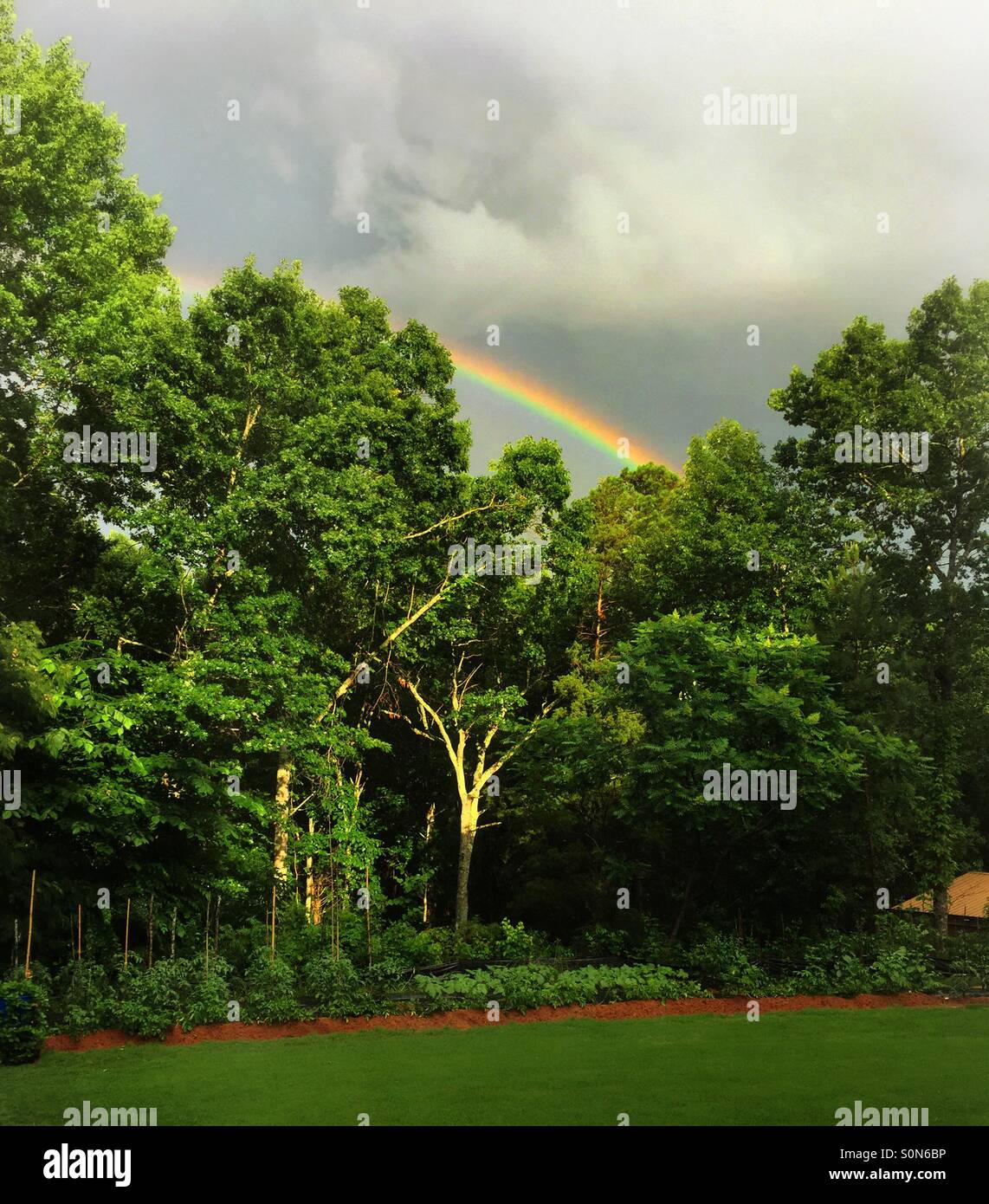 Trees peeking hi-res stock photography and images - Alamy