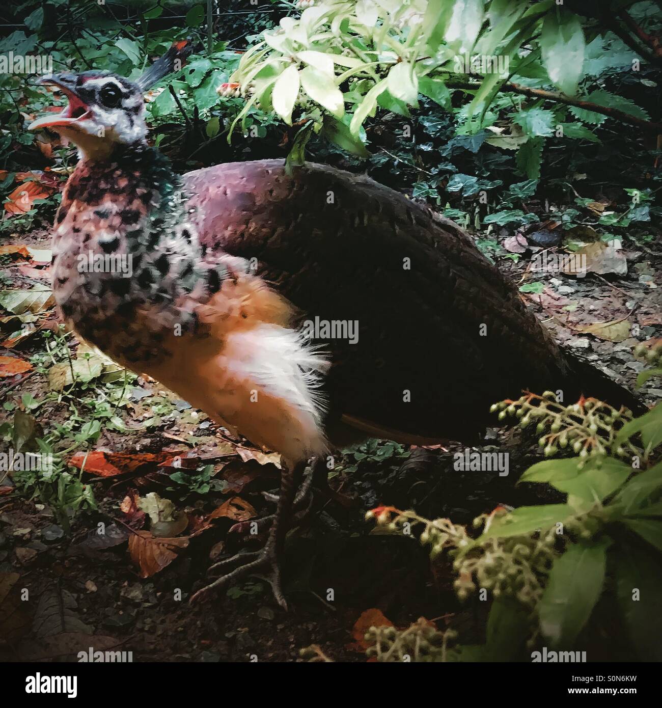 Peahen bird hi-res stock photography and images - Alamy