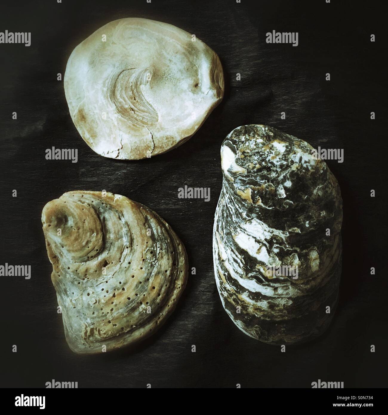 Three seashells hi-res stock photography and images - Alamy