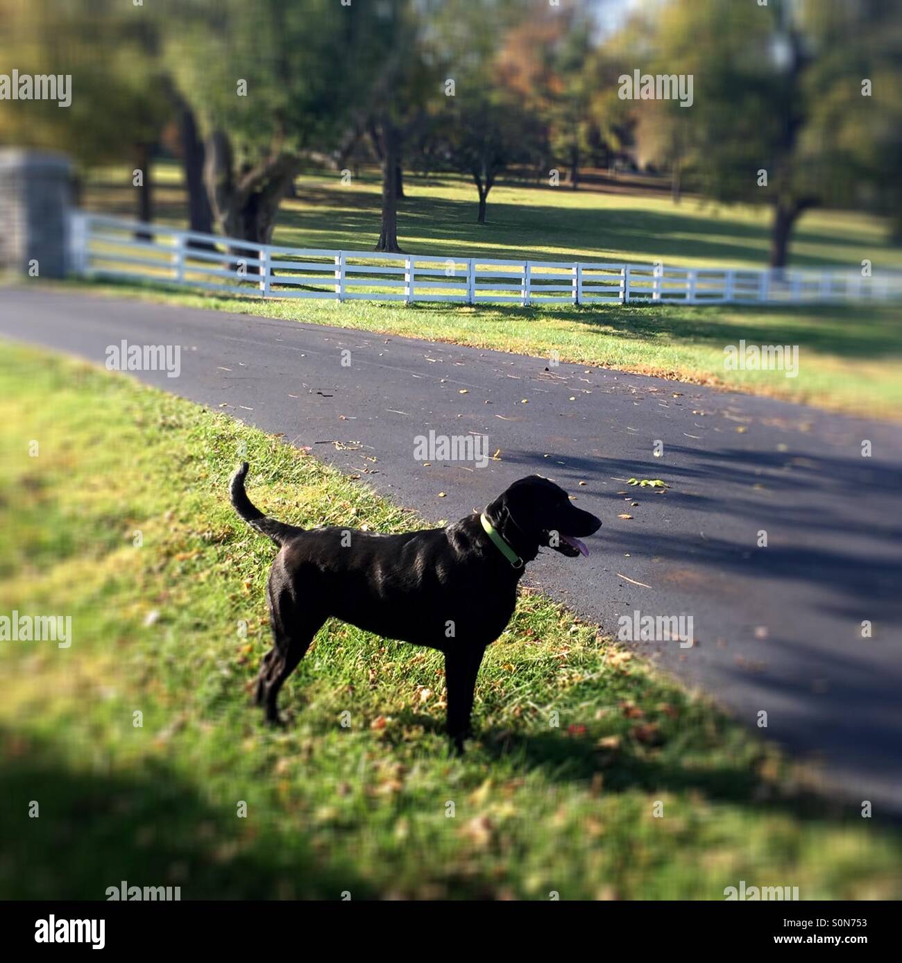 Black labrador retriever standing hi-res stock photography and images ...