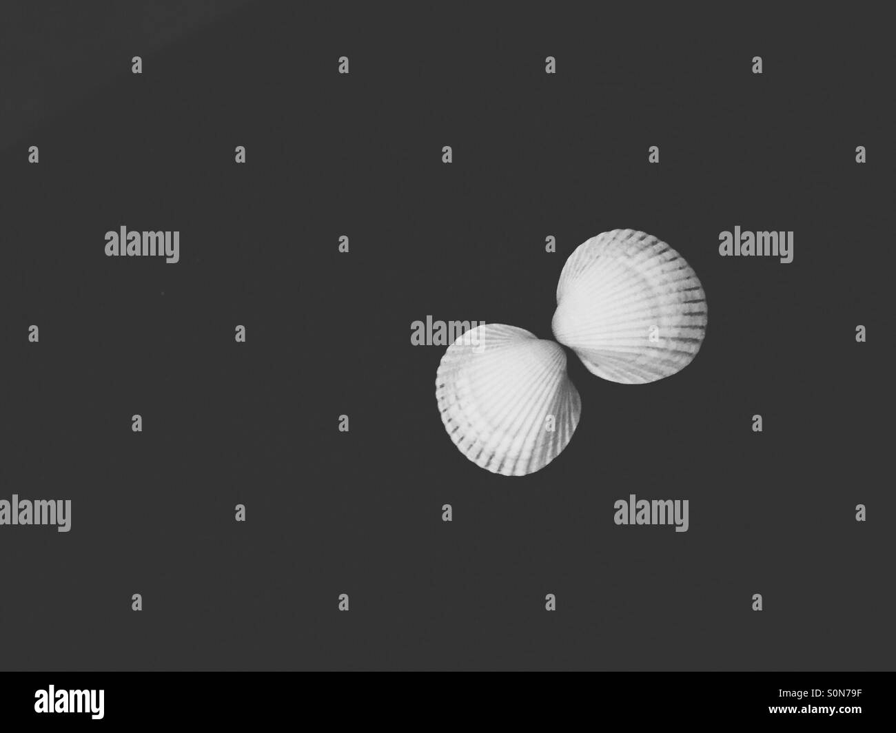 Love shells hi-res stock photography and images - Alamy