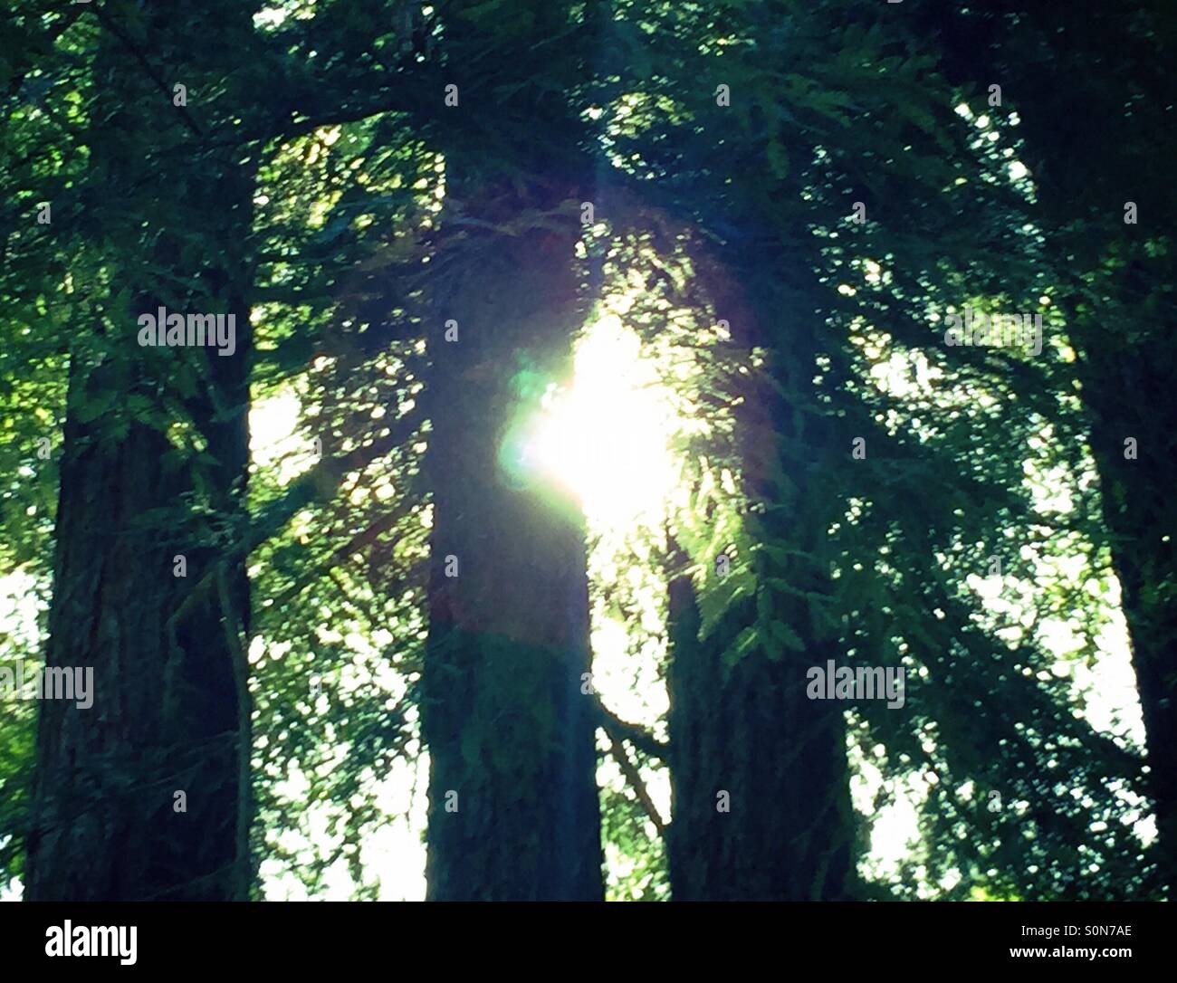 Sunny day in redwood grove Stock Photo - Alamy