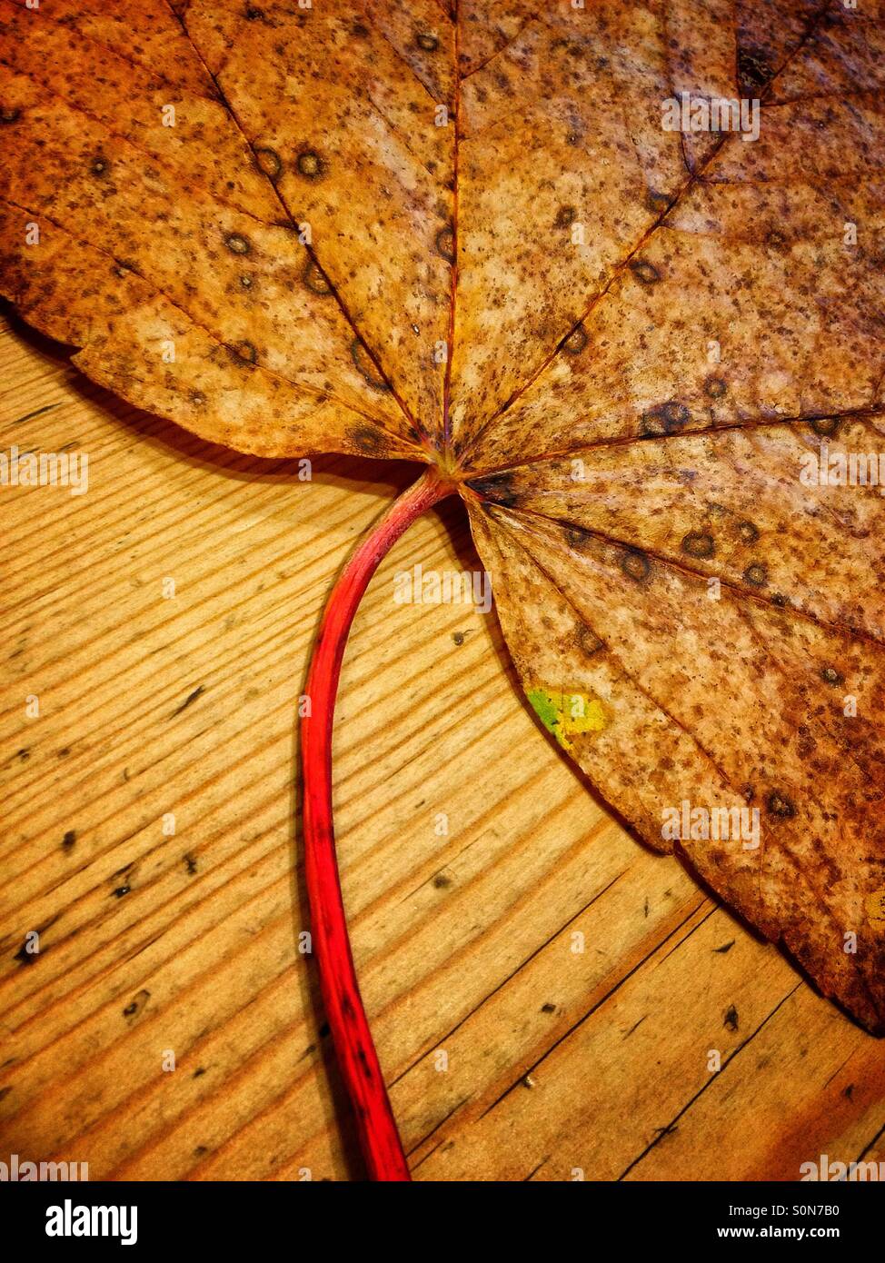 Old leaf hi-res stock photography and images - Alamy