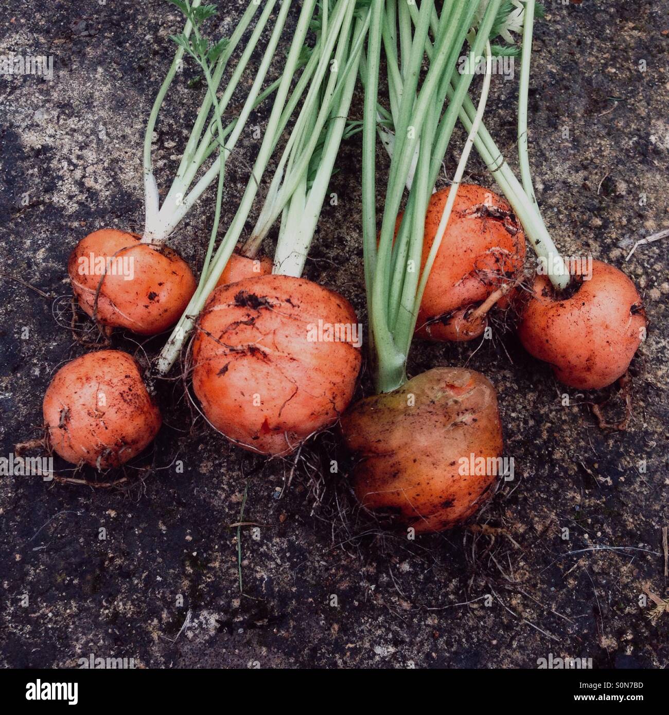 Round carrots hi-res stock photography and images - Alamy
