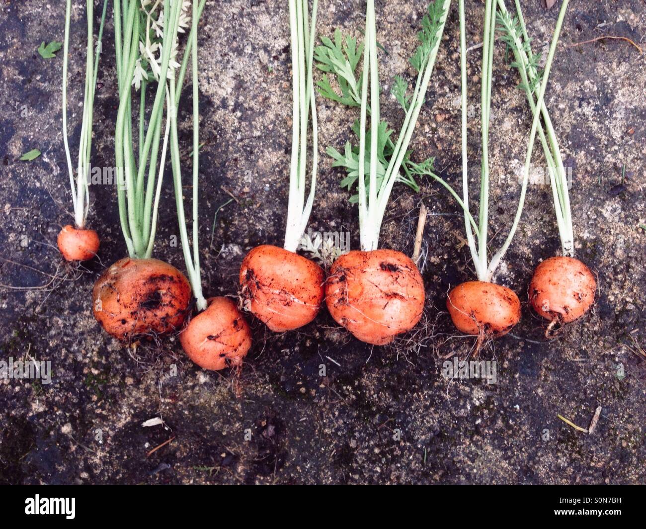 Novelty carrot hi-res stock photography and images - Alamy