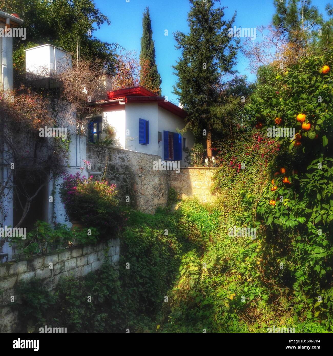 Cyprus Orange Tree High Resolution Stock Photography and Images - Alamy