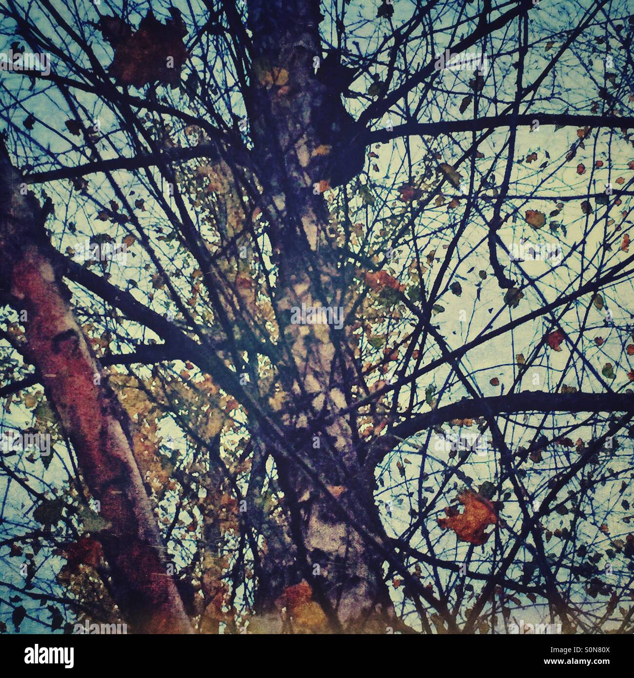 Rescue cat stuck in a tree hi-res stock photography and images - Alamy