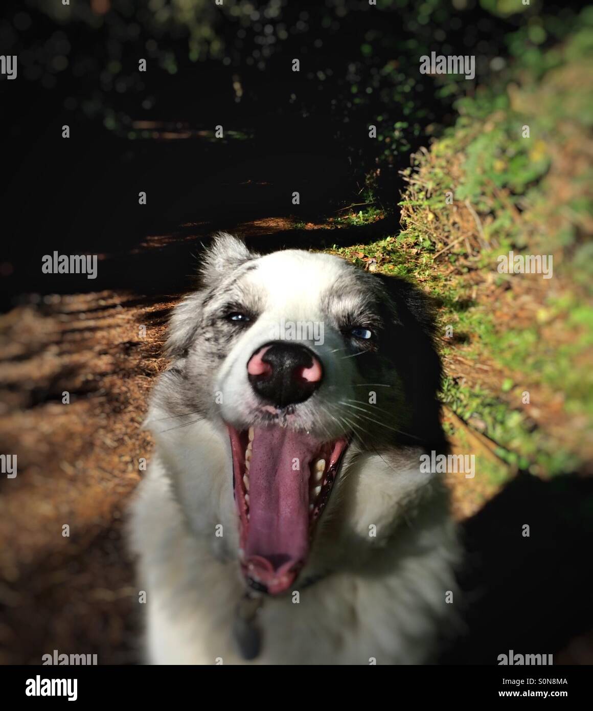 Happy face dog hi-res stock photography and images - Alamy