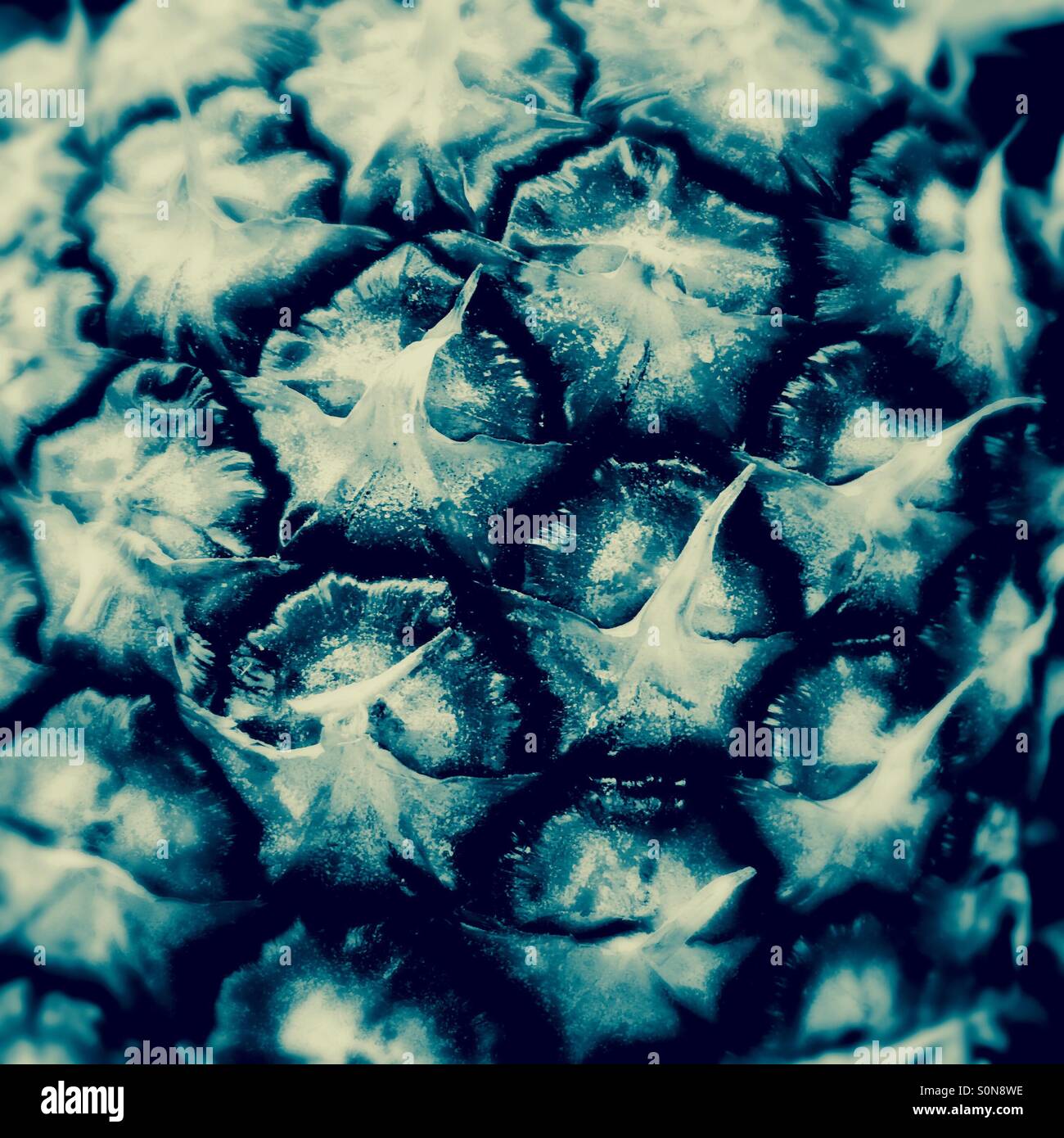 Pineapple thorns hi-res stock photography and images - Alamy