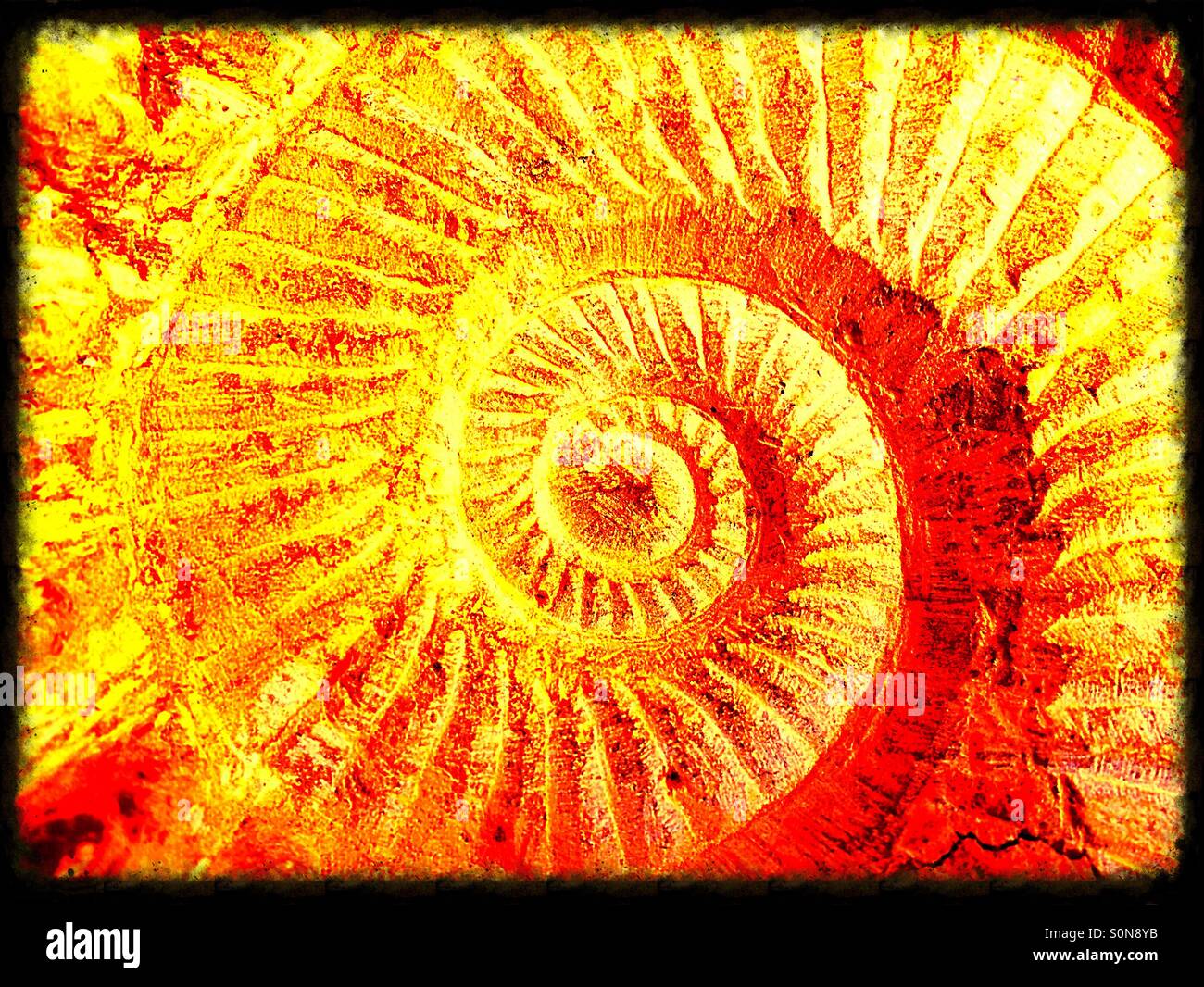Conch fossil hi-res stock photography and images - Alamy