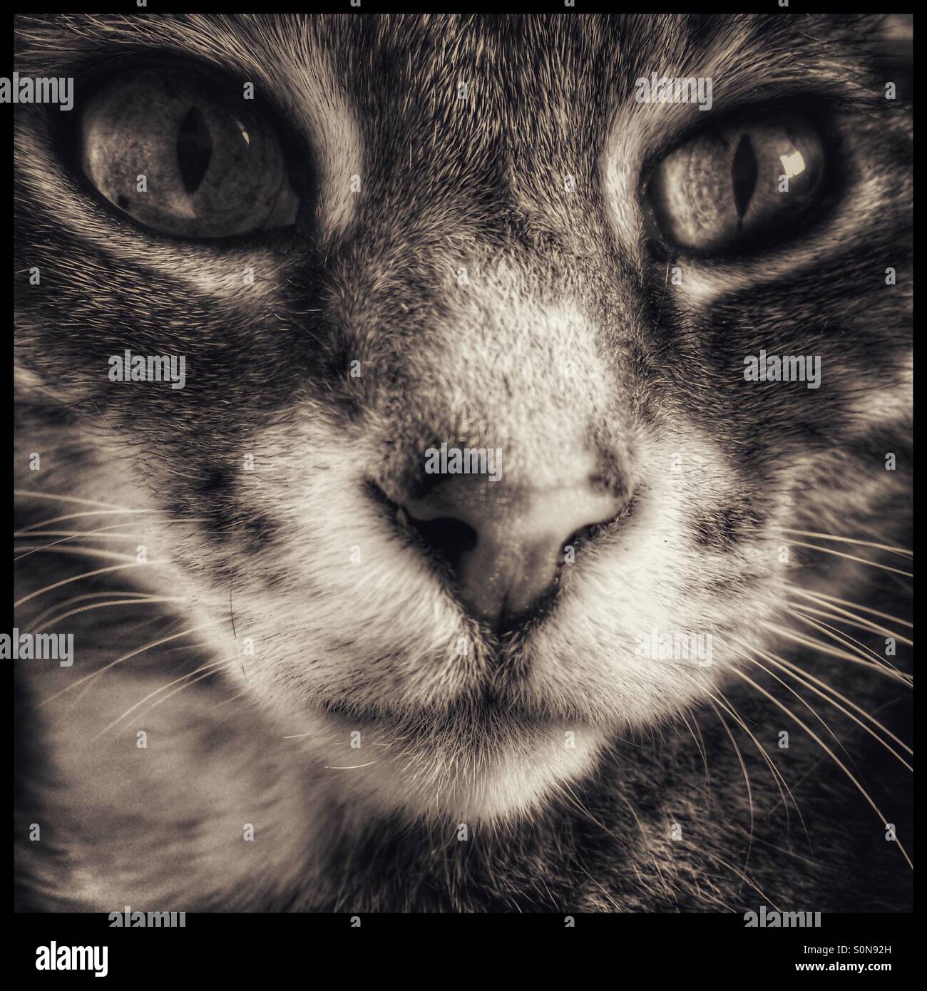 Close-ip of cat Stock Photo - Alamy