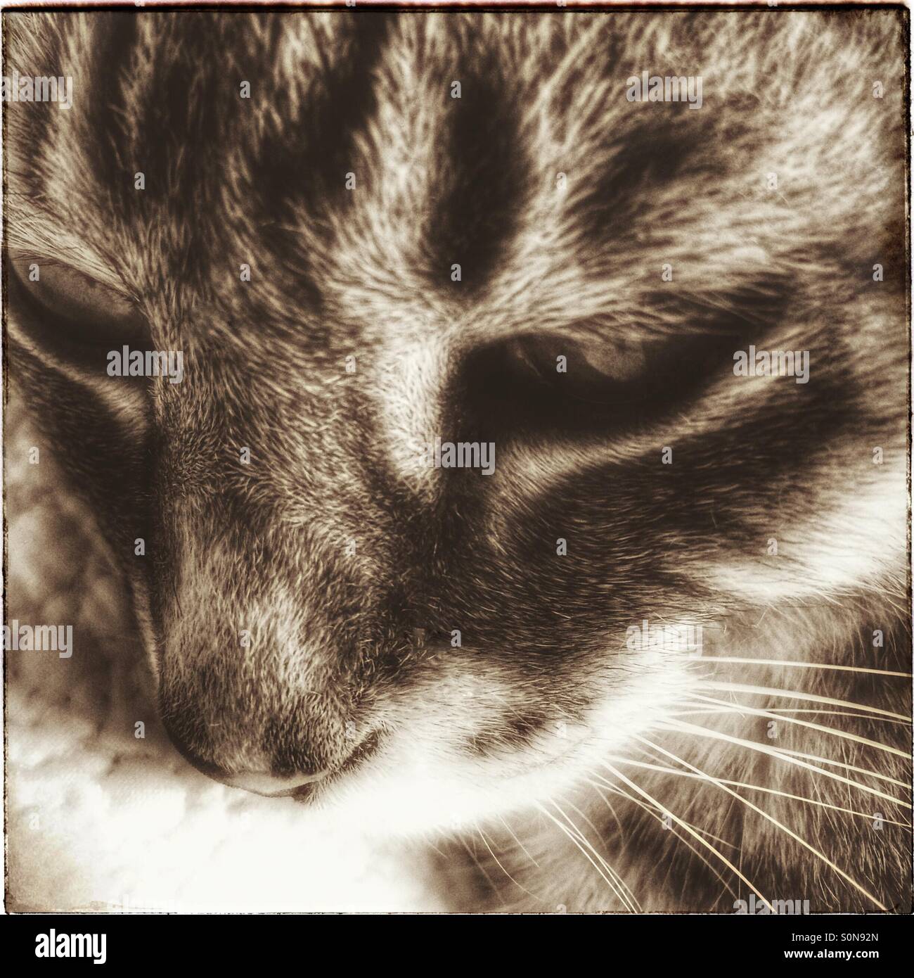 Close-ip of cat, Sepia filter used Stock Photo - Alamy