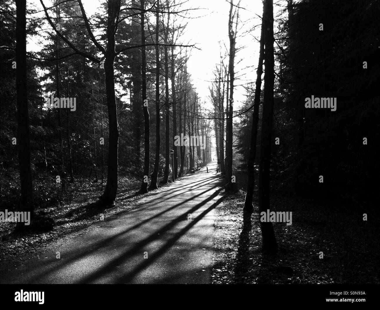 Walking on branch Black and White Stock Photos & Images - Alamy