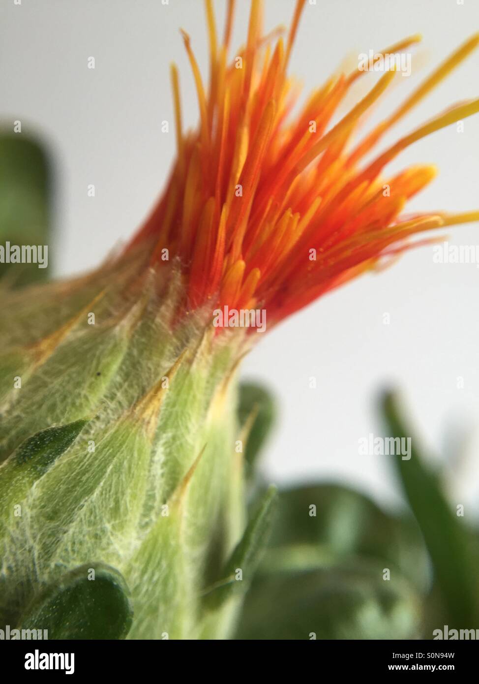 Safflower hi-res stock photography and images - Alamy