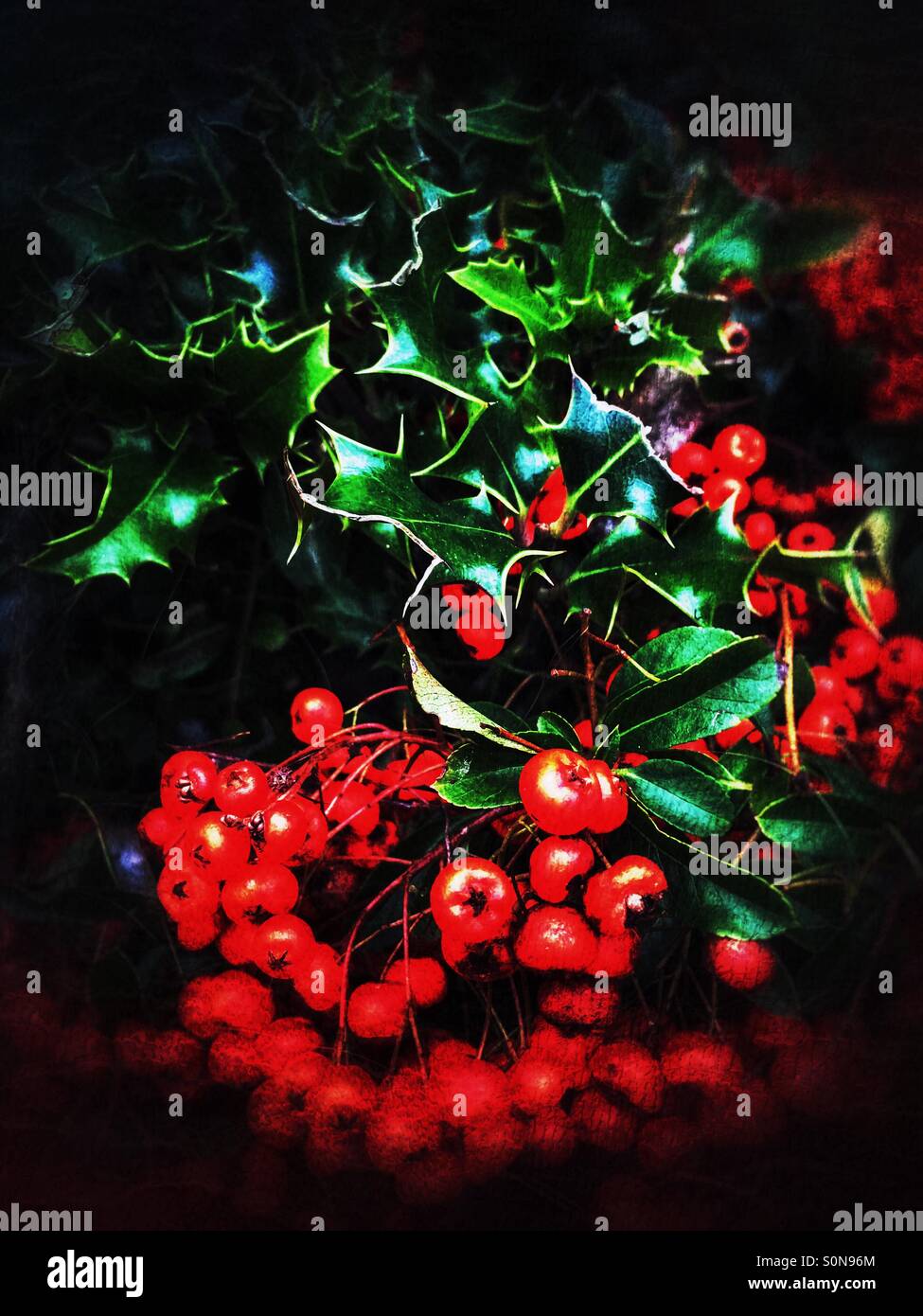 Festive holly hi-res stock photography and images - Alamy