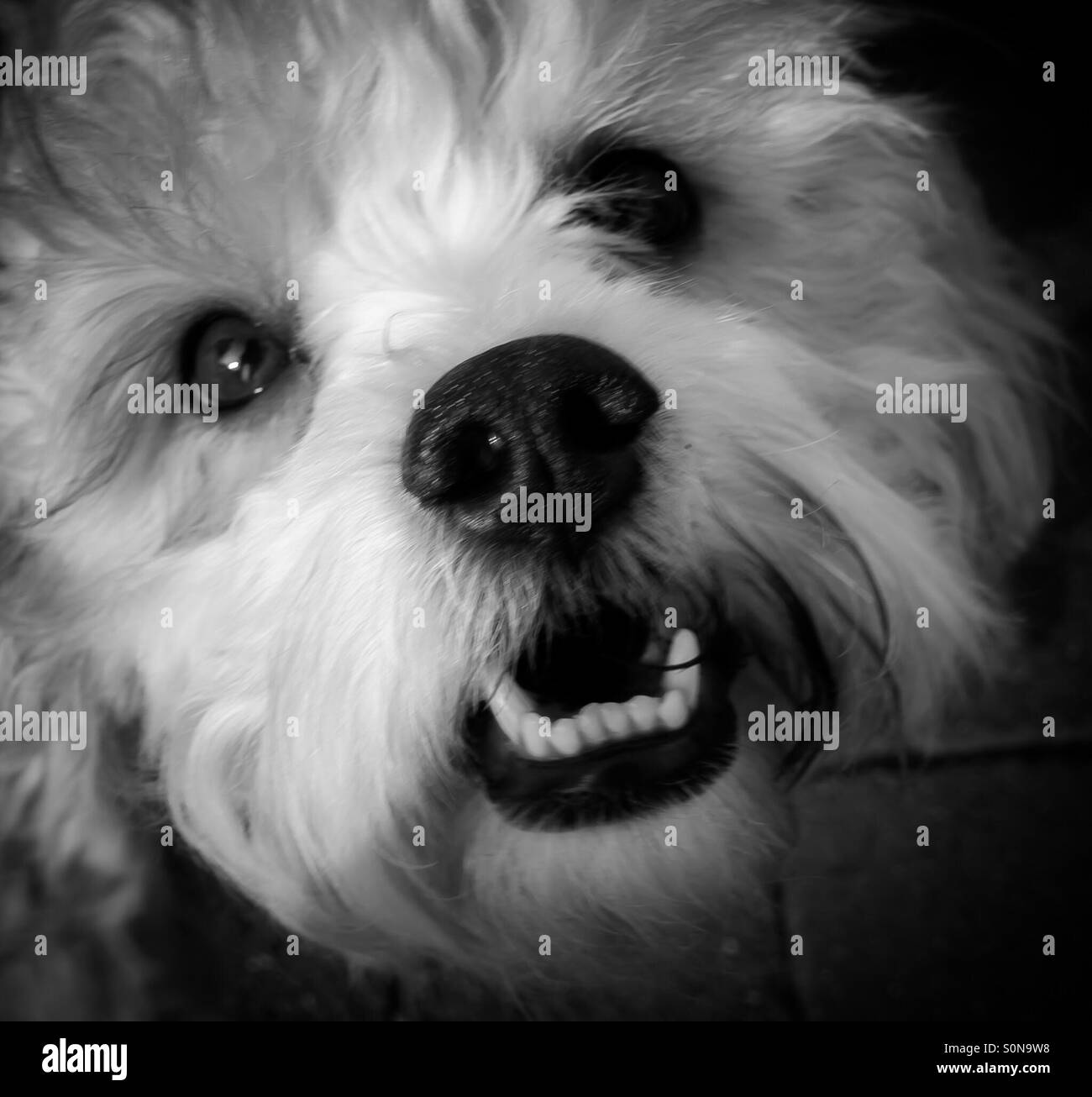 Woof Black and White Stock Photos & Images - Alamy