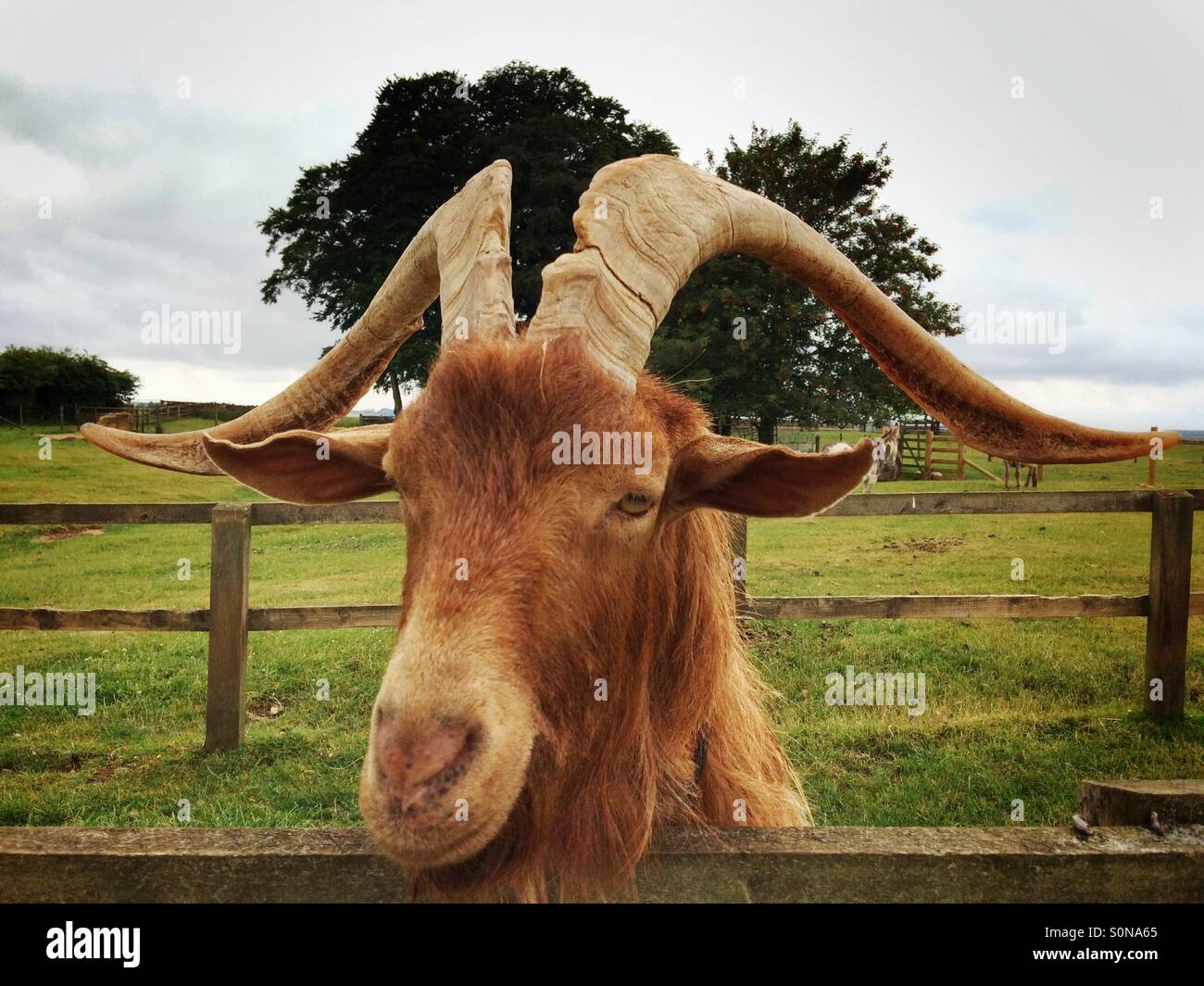 A goat with big horns looking at the camera over a fence Stock Photo ...