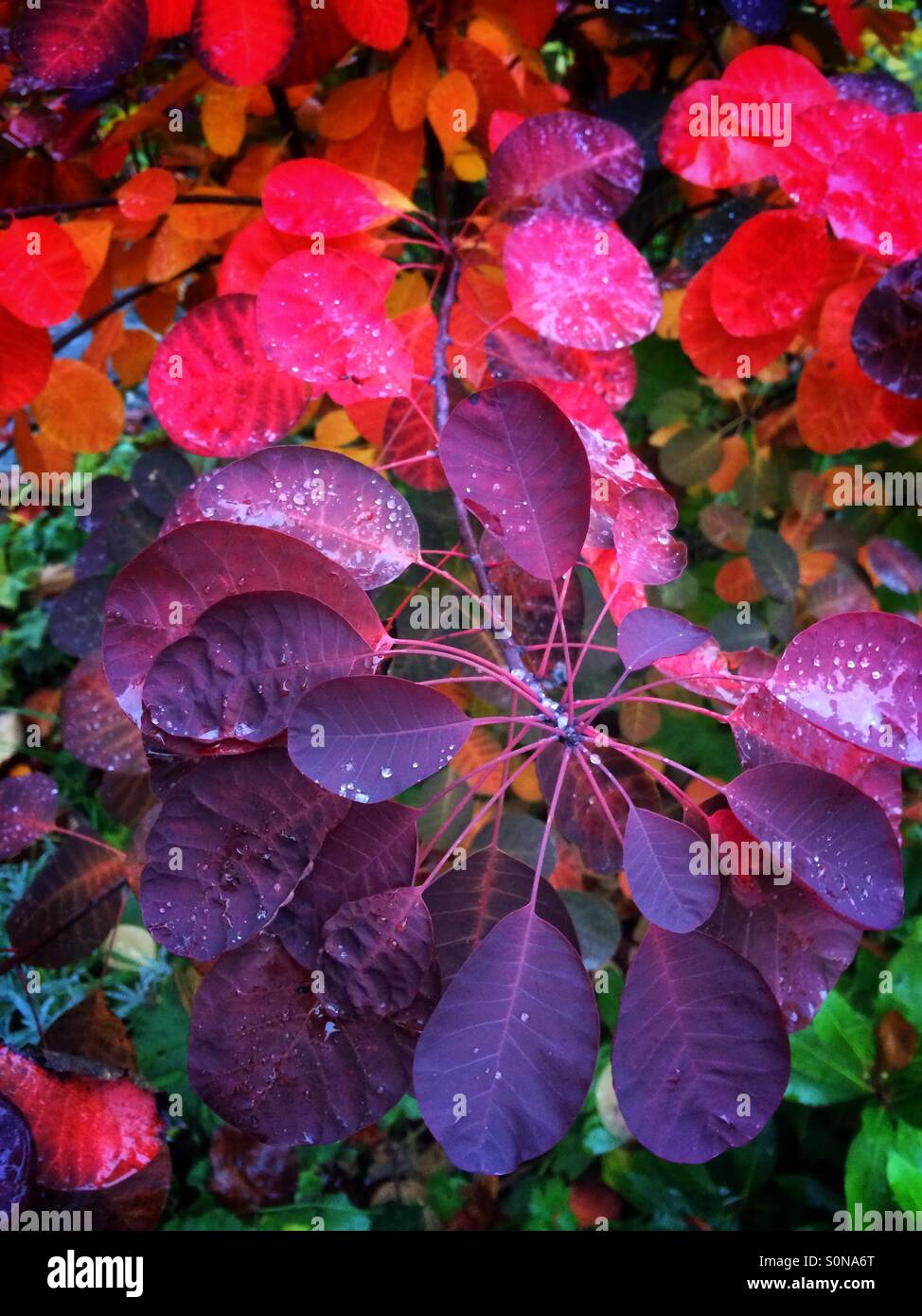 The colours of the bush hi-res stock photography and images - Alamy