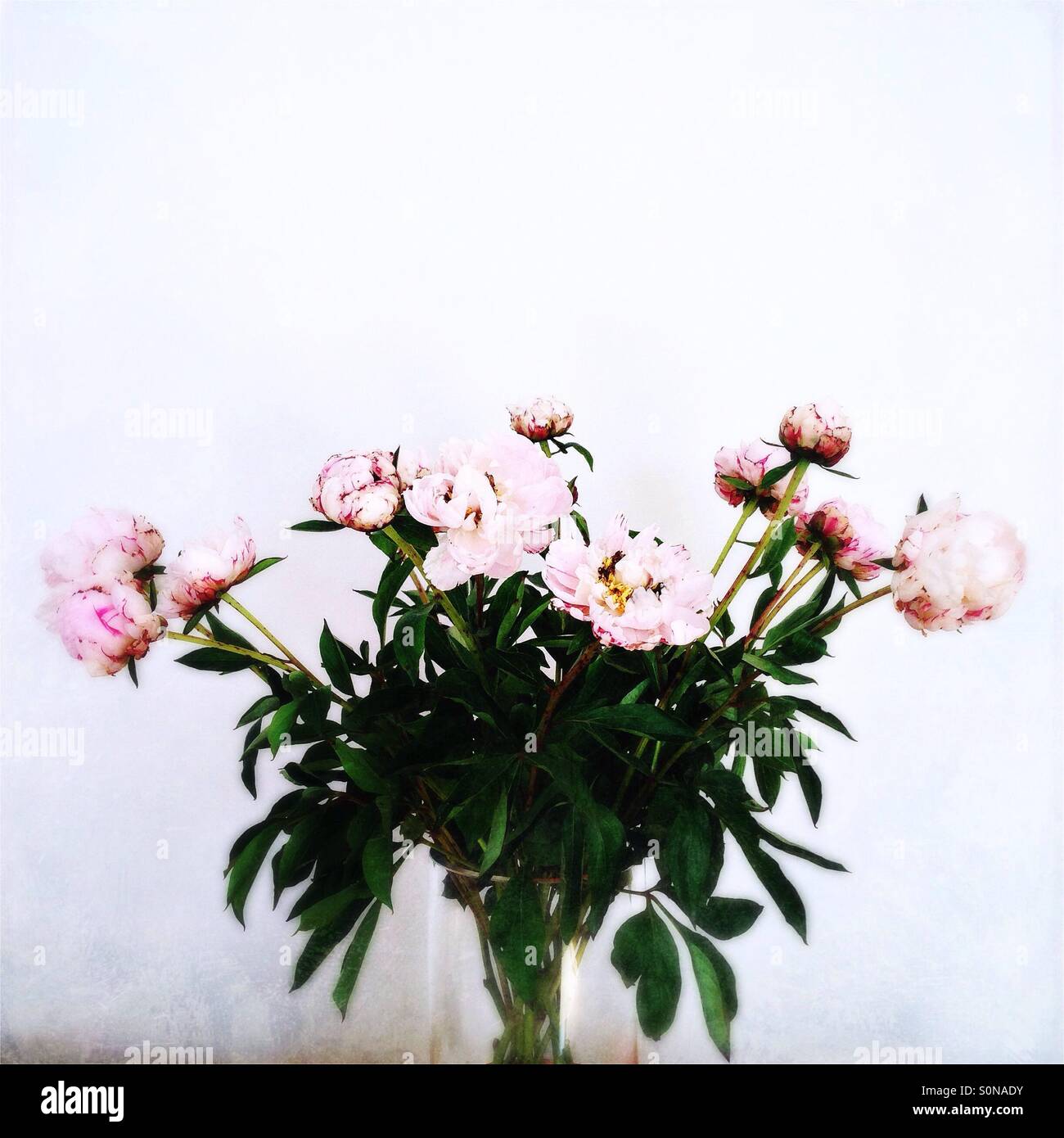 Peonies High Resolution Stock Photography and Images - Alamy