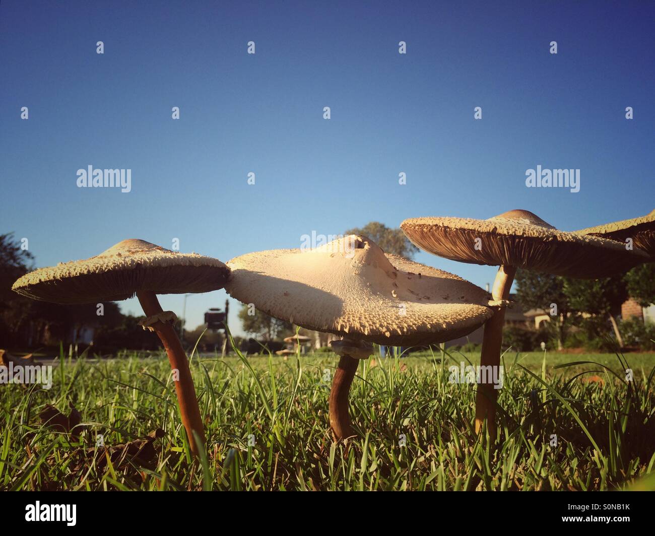 Toadstools grass hi-res stock photography and images - Alamy