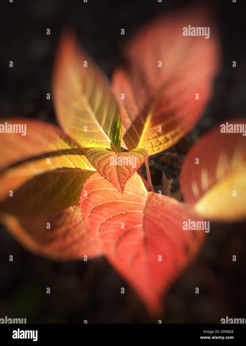 Hydrangea in autumn with brilliant orange and yellow leaves Stock Photo ...