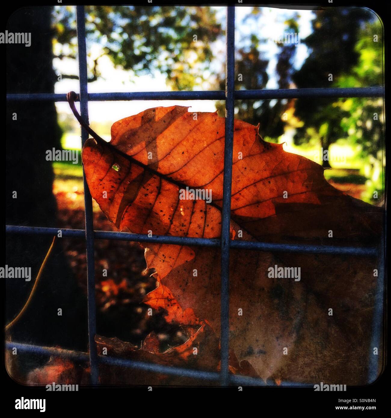 Fallen leaf trapped in a fence Stock Photo - Alamy
