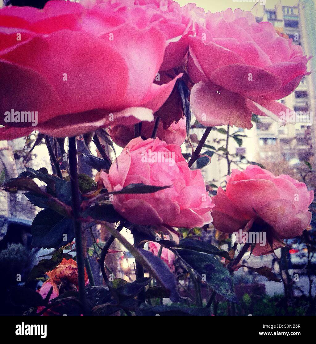 City roses hi-res stock photography and images - Alamy