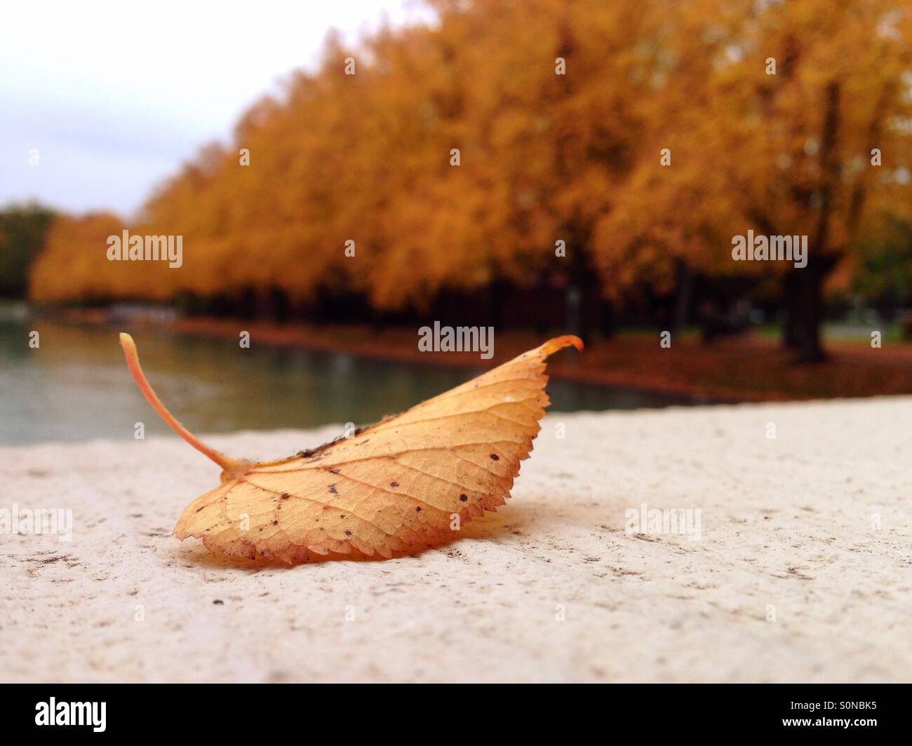 Fallen leaf of autumn Stock Photo - Alamy