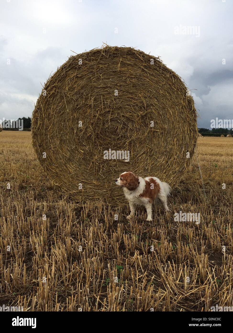 Walk in the fields hi-res stock photography and images - Alamy