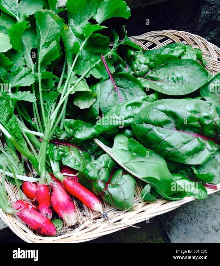 Radish spinach plants garden hi-res stock photography and images - Alamy