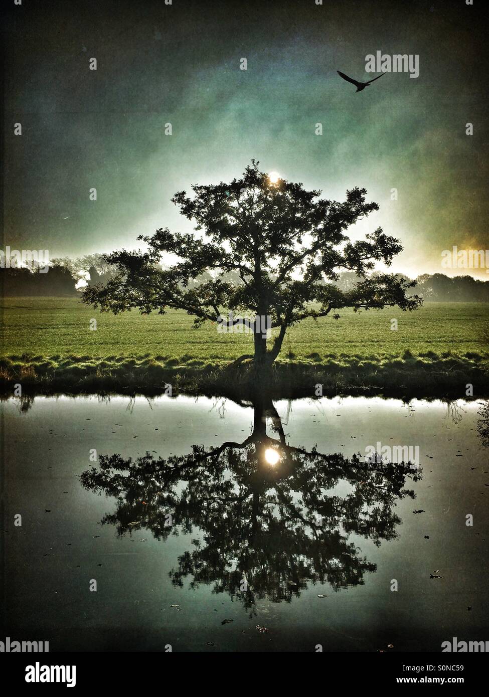 Bird flying past sun hi-res stock photography and images - Alamy