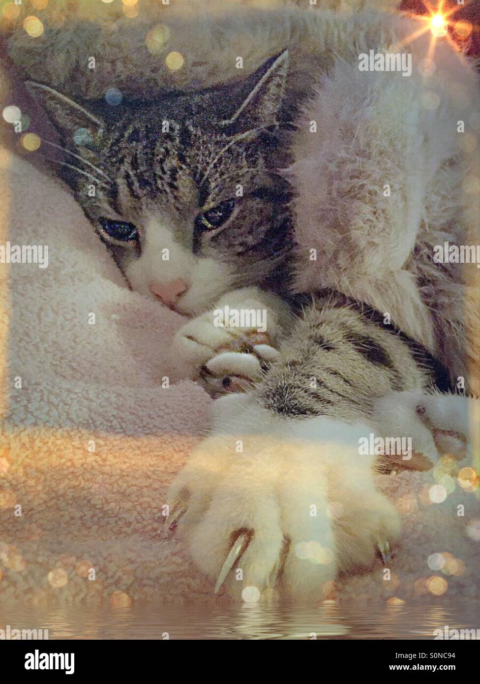 .. princess ... cat Stock Photo - Alamy